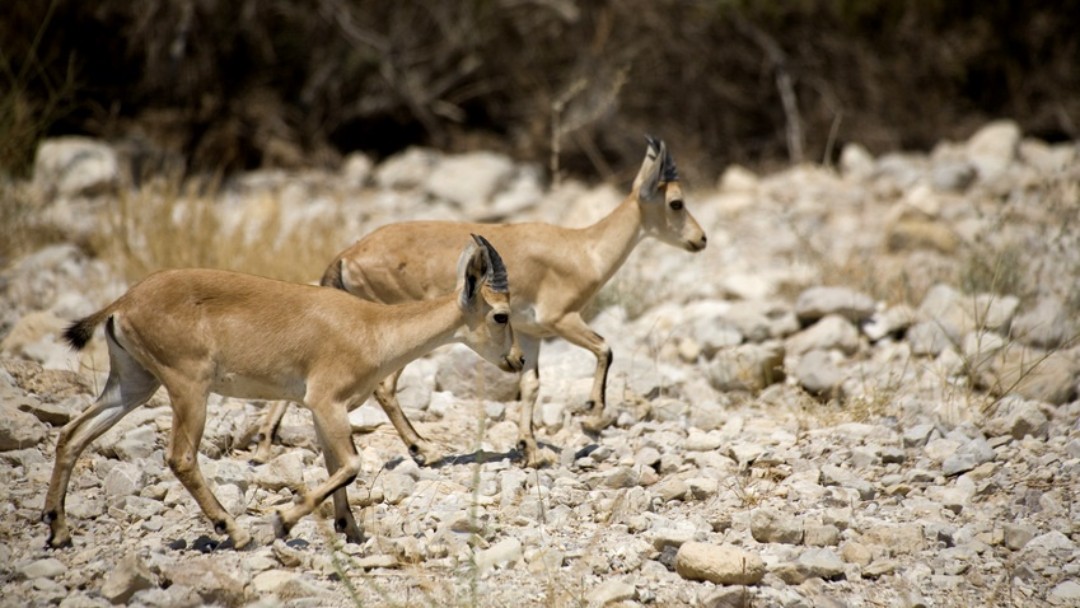 Gazelles, ibex and co. – ecotourism in Egypt | DEG
