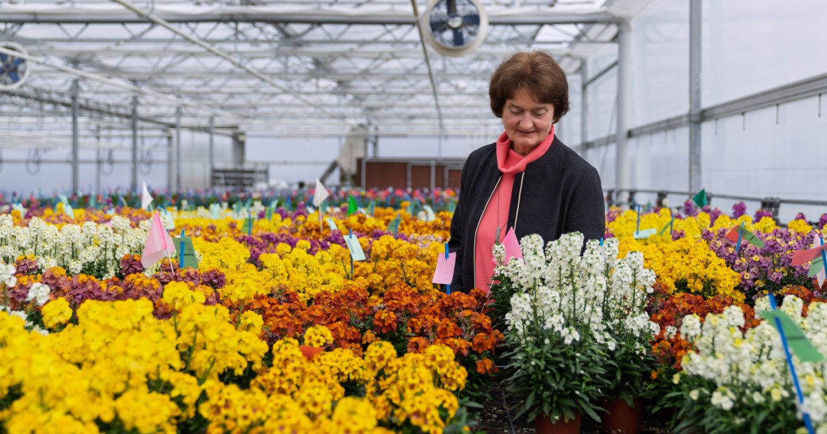 DEG finances Selecta One’s sustainable plant production in Kenya | DEG